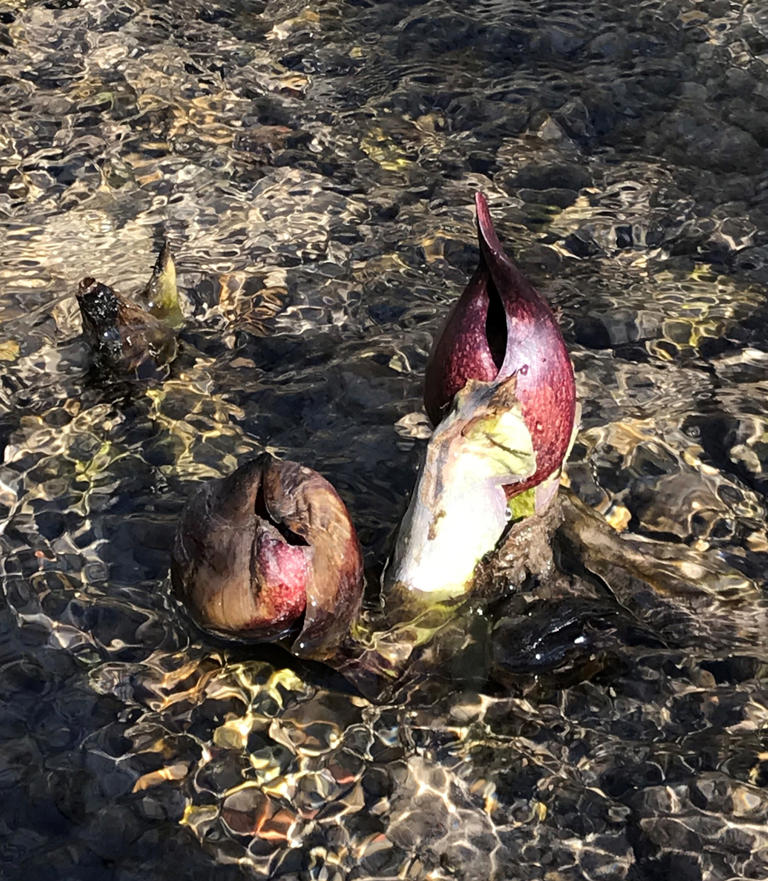 When does spring begin? Ohio flower giving stinky sign that warmer ...