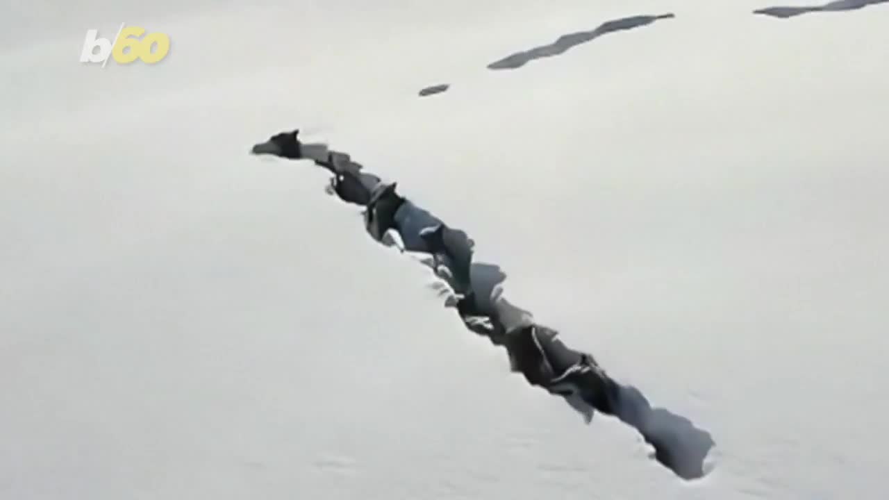 Drone Captures Majestic Wolves Forging Snow Tunnels