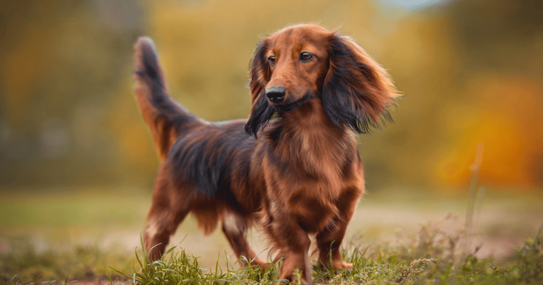 Tout savoir sur le teckel : un compagnon hors pair