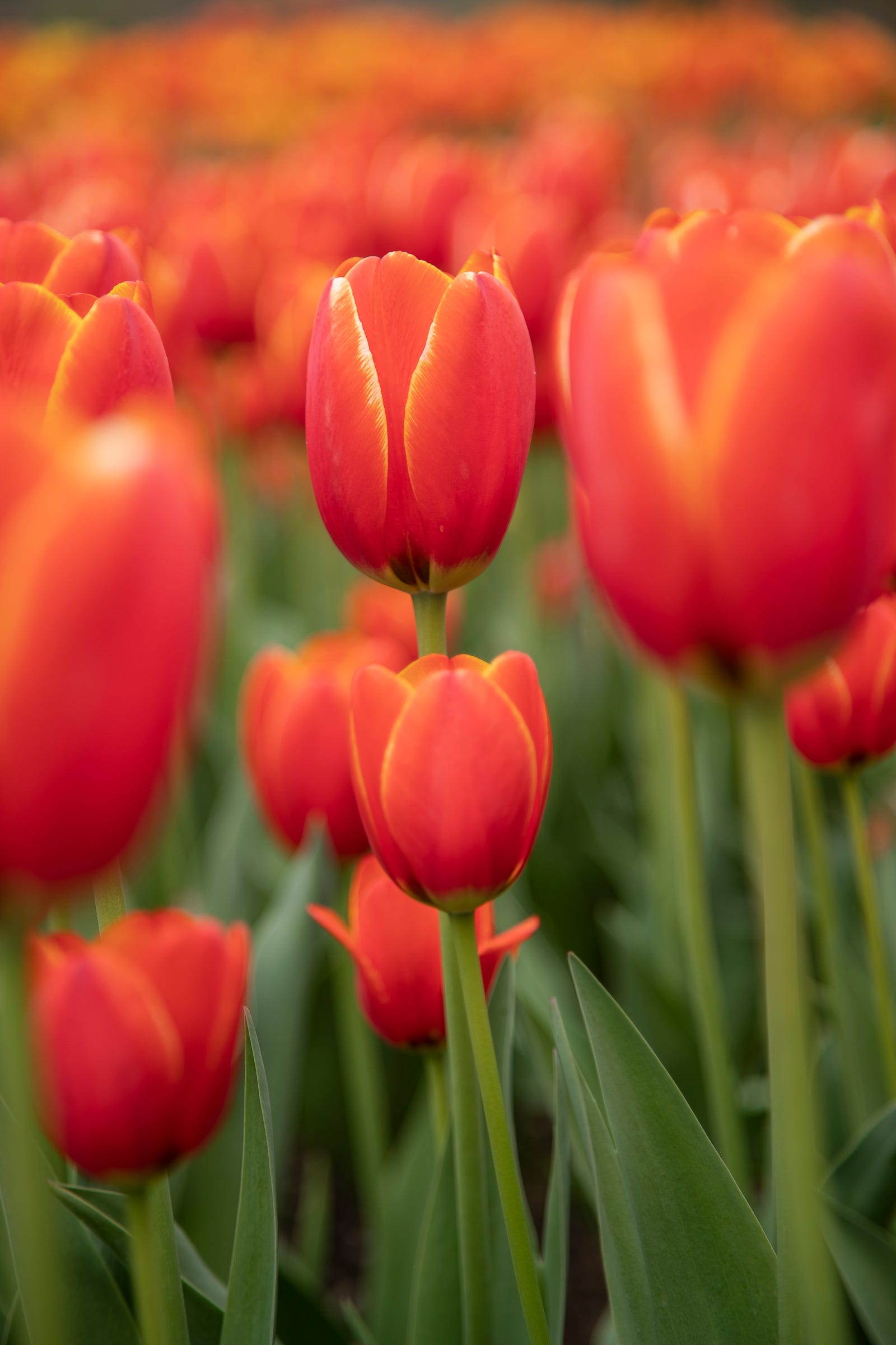 Sick of winter? These upcoming markets will make it seem like spring in ...