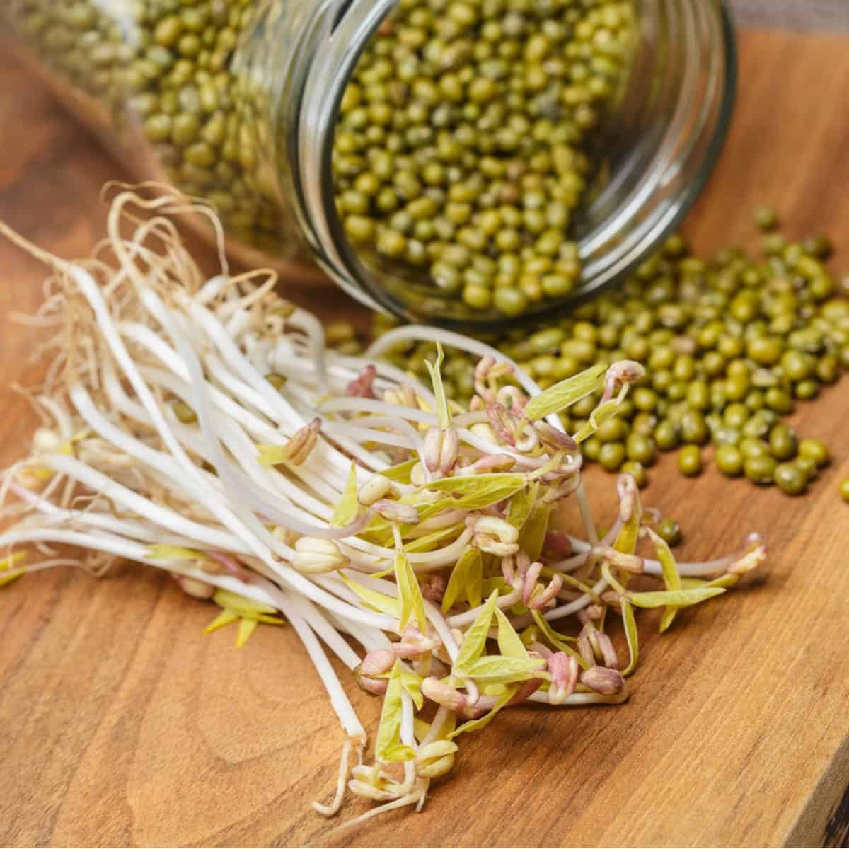 Mung Bean Sprouts: Everything You Need to Know