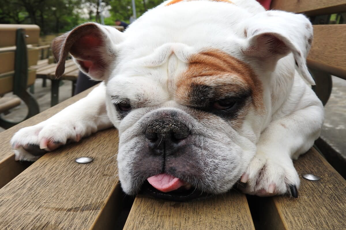 Grumpy Bulldog Hilariously Quits Walk to Relax on Bench, and It's a ...