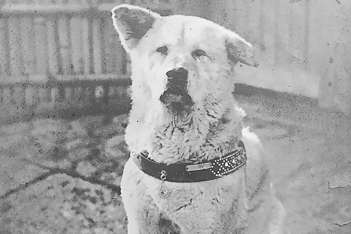 The 10 Most Famous Animals of All Time—Ranked