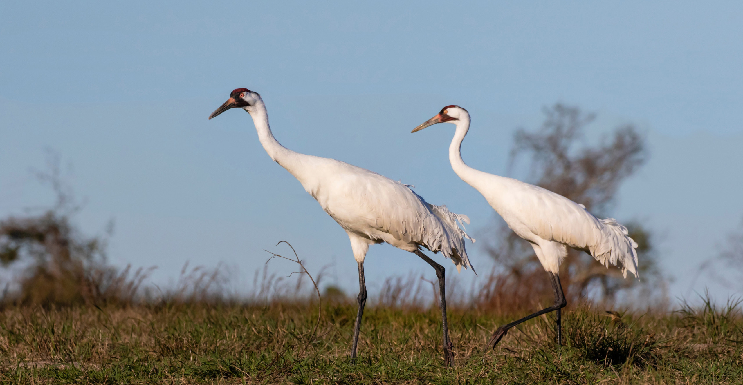 Towering and majestic: meet the world’s tallest birds Towering and majestic: meet the world’s tallest birds