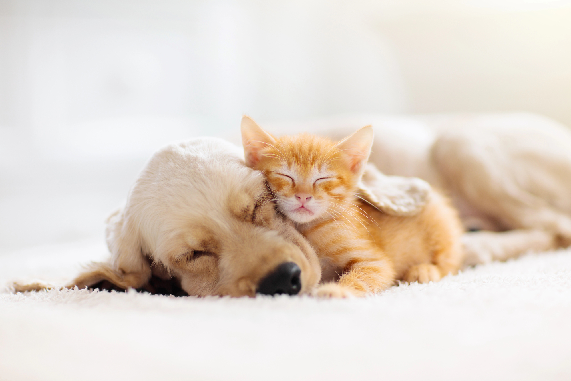 14 Pet Myths You Need to Stop Believing