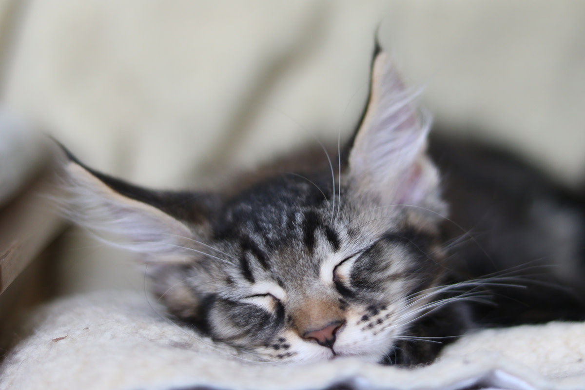 Black Maine Coon Kitten’s Epic Snooze-Fest Is the Cutest Excuse To Skip ...