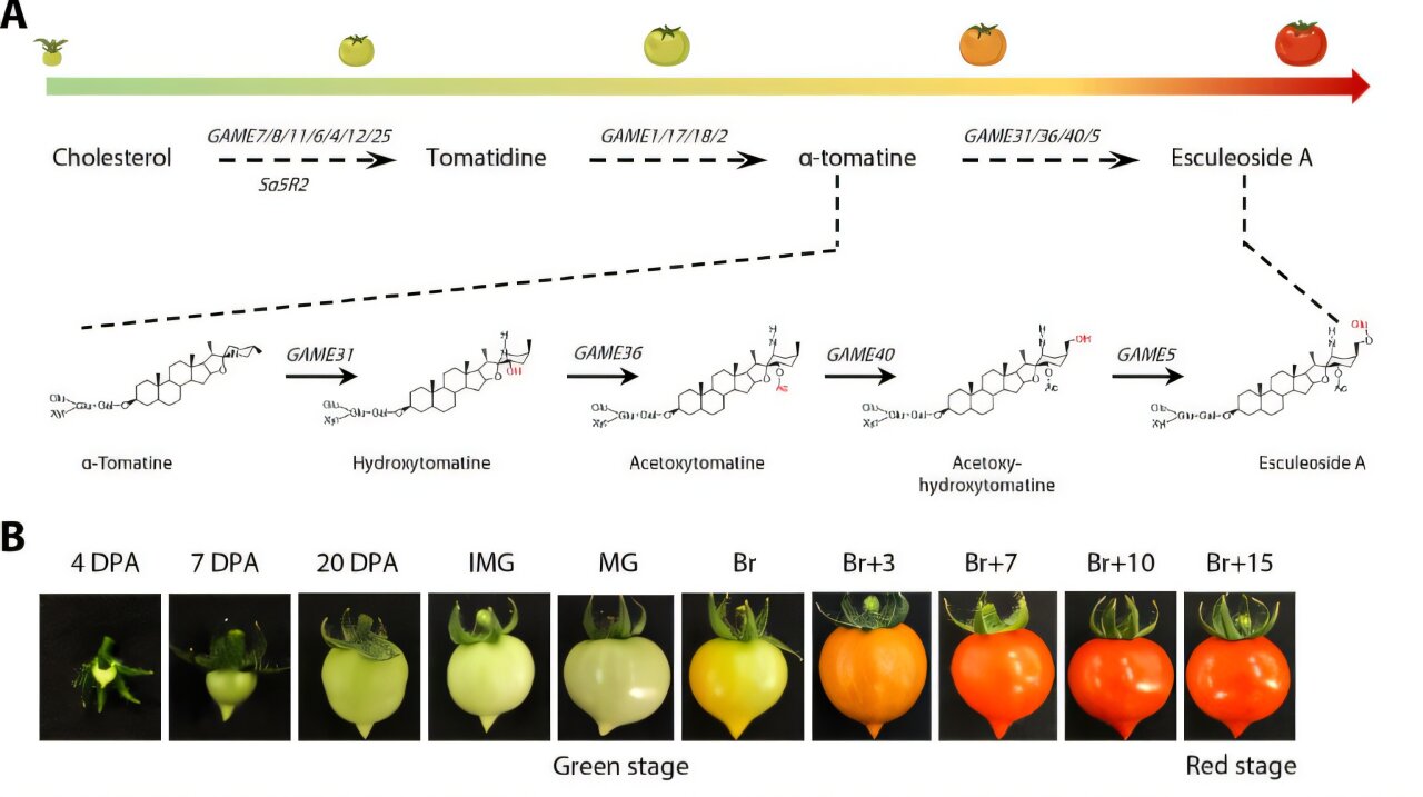 DNA demethylation explains how tomatoes convert their bitter toxins ...
