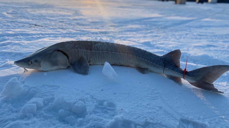Michigan proposes new sturgeon fishing rules, shrinking one season and ...