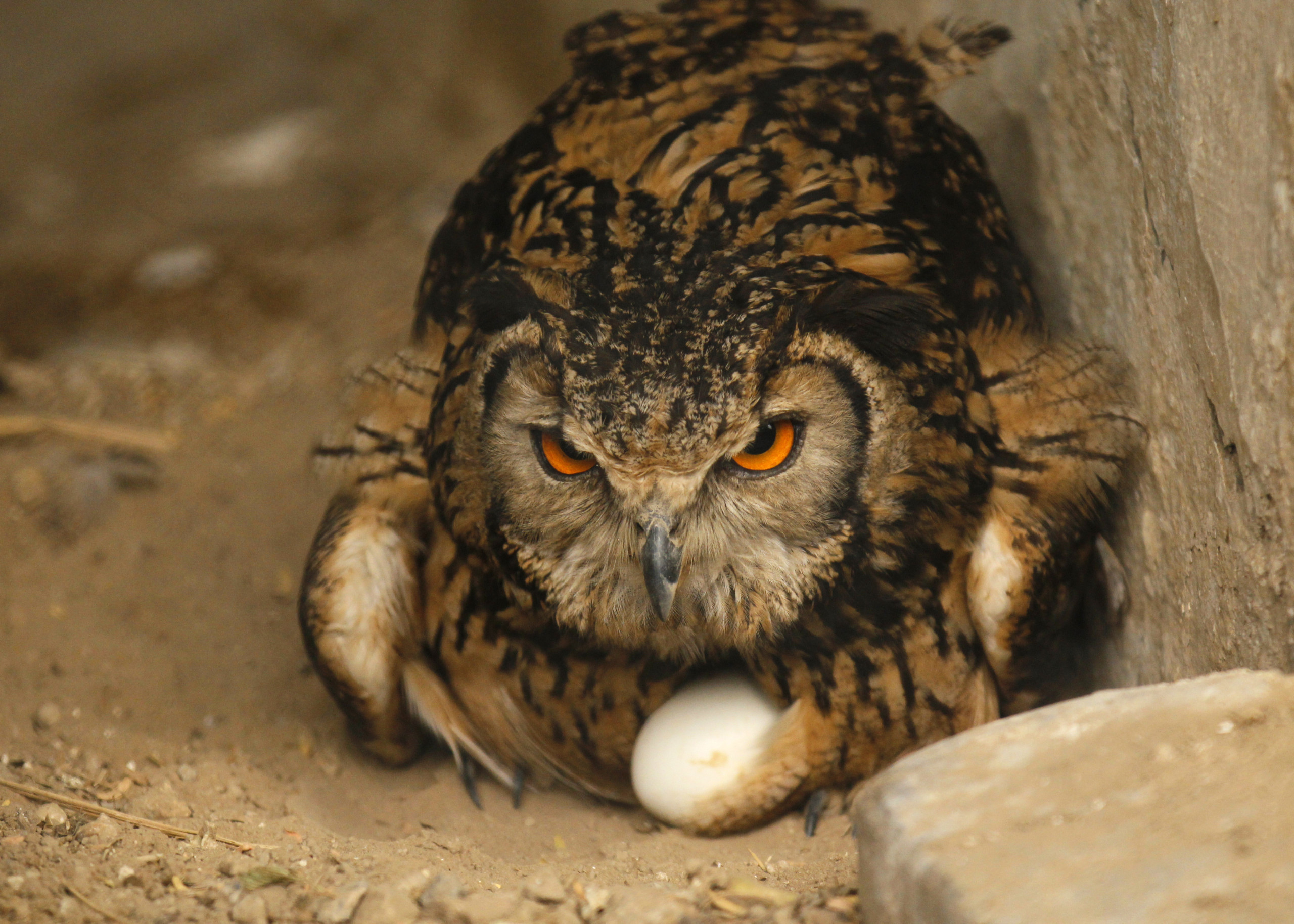 Strange and dangerous medical treatments from history