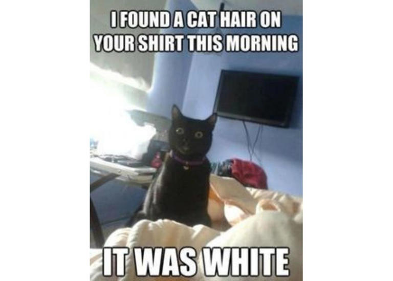75 Funniest Clean Cat Memes