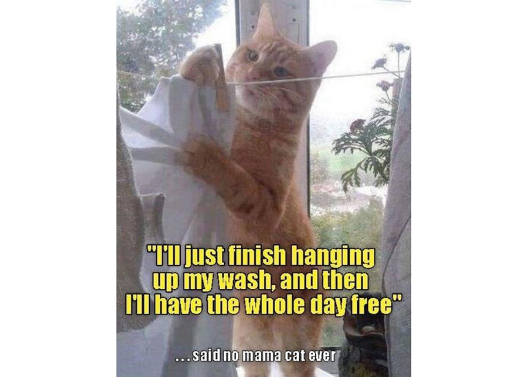 75 Funniest Clean Cat Memes
