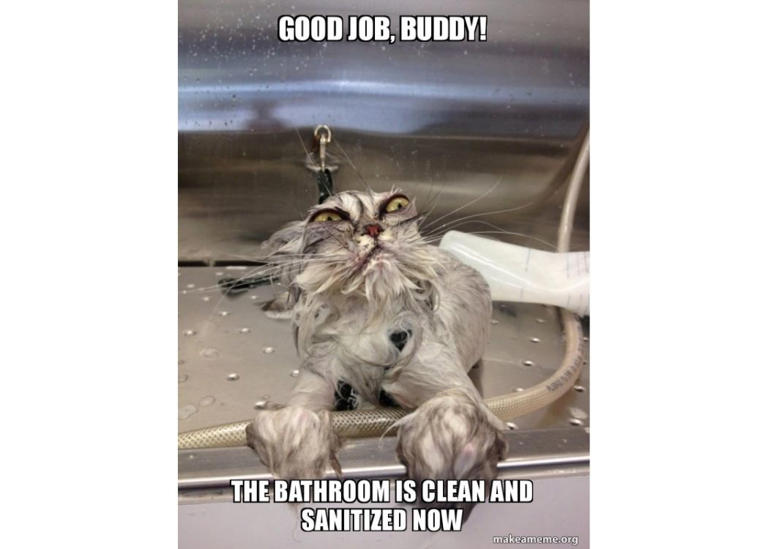 75 Funniest Clean Cat Memes