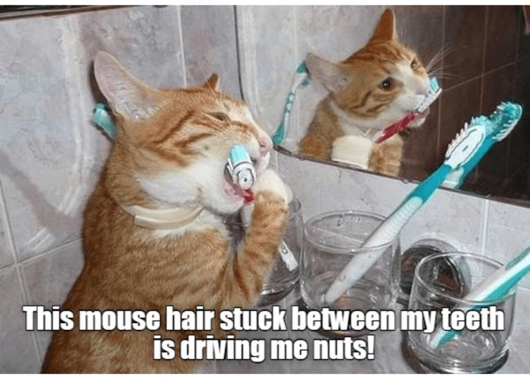 75 Funniest Clean Cat Memes