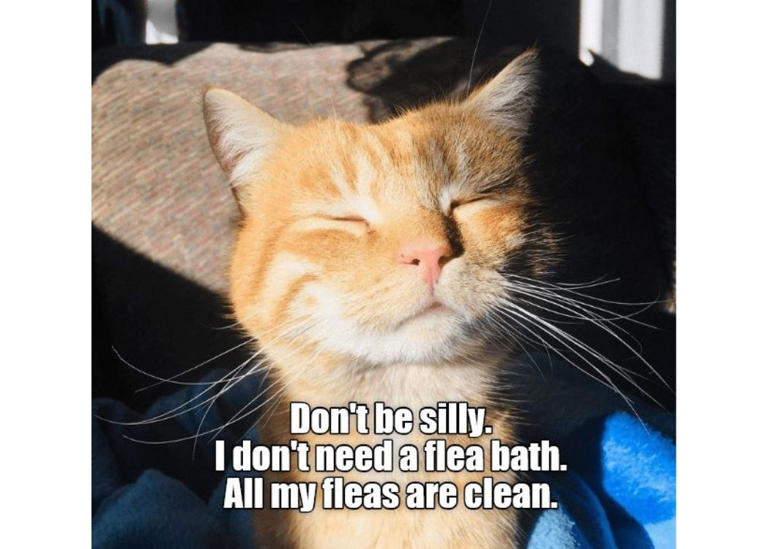 75 Funniest Clean Cat Memes