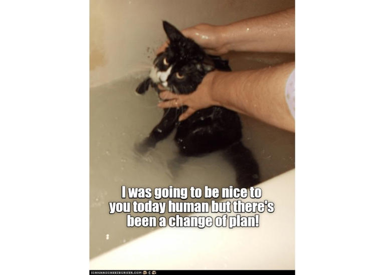 75 Funniest Clean Cat Memes