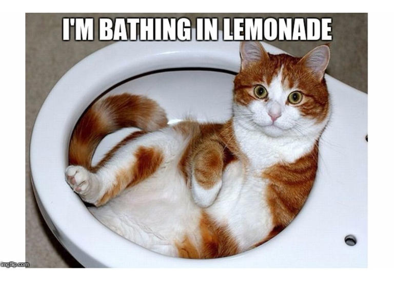 75 Funniest Clean Cat Memes