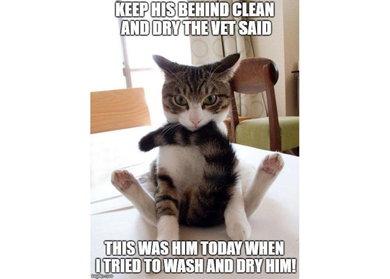75 Funniest Clean Cat Memes