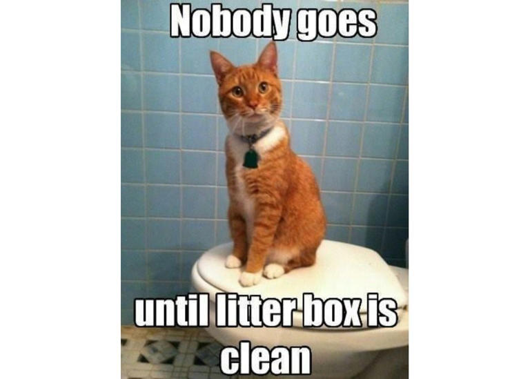 75 Funniest Clean Cat Memes