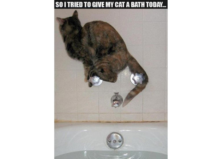 75 Funniest Clean Cat Memes