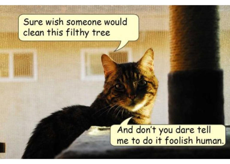 75 Funniest Clean Cat Memes