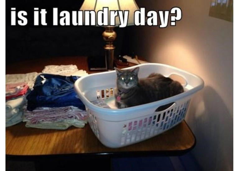 75 Funniest Clean Cat Memes