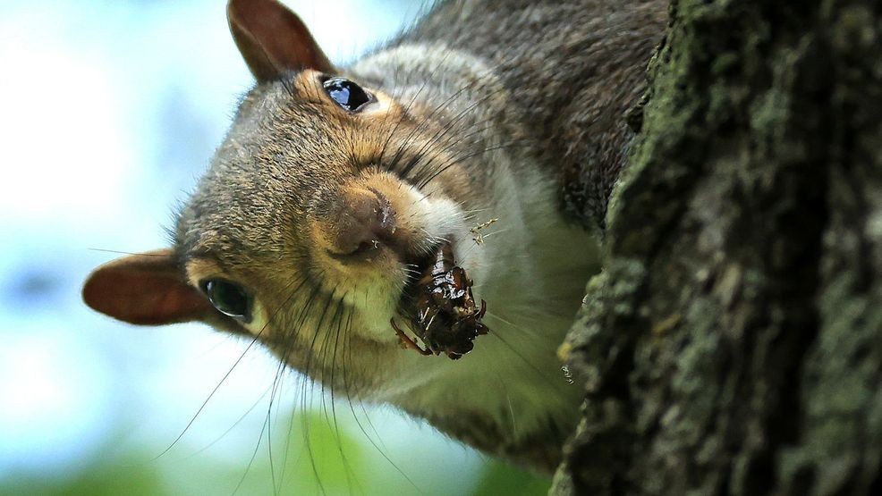 Giant flying squirrel remains found at Tennessee fossil site