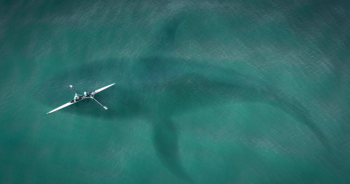 Terrifying Footage Shows a Huge Whale Gobbling up a Kayaker — Then a ...