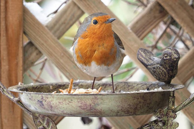 Gardeners urged to sprinkle common item on bird tables to deter ...