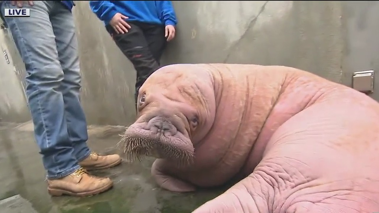 Uki, the baby walrus, makes her local TV debut