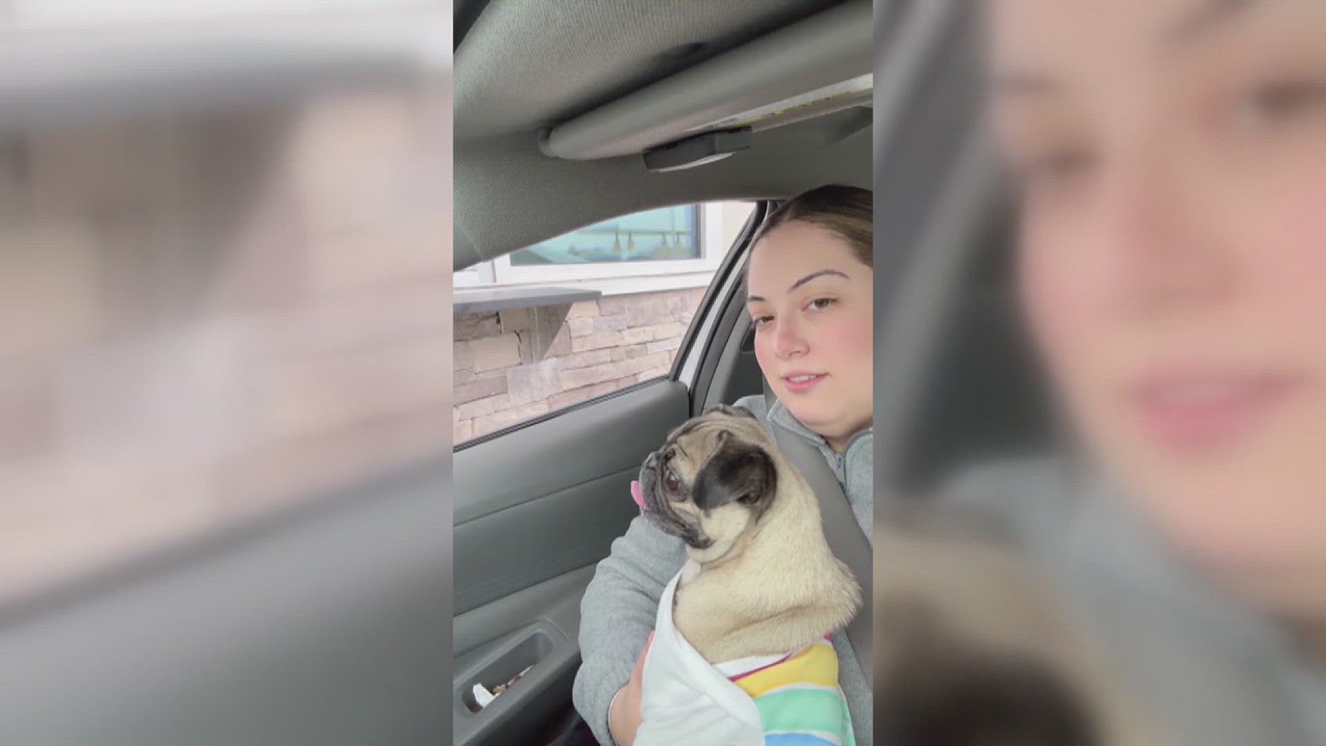 Young pug's dramatic reaction over pup cup goes viral