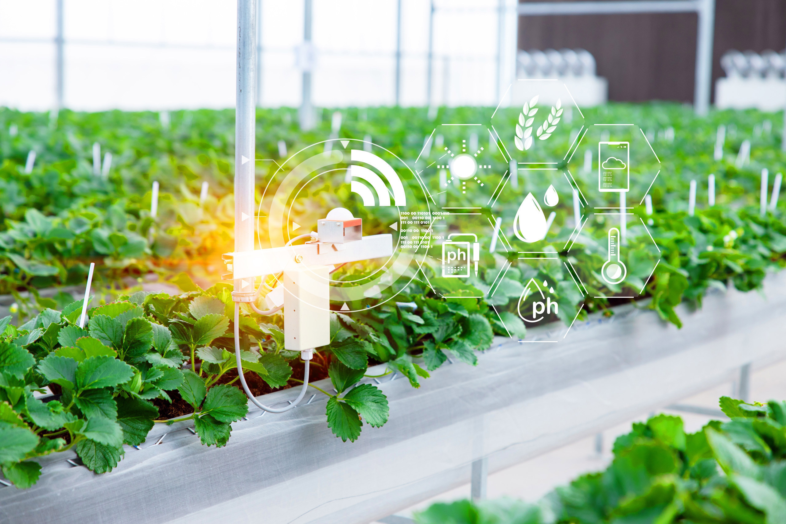 Comment l'IA peut-elle être utilisée dans l'agriculture Comment l'IA peut-elle être utilisée dans l'agriculture