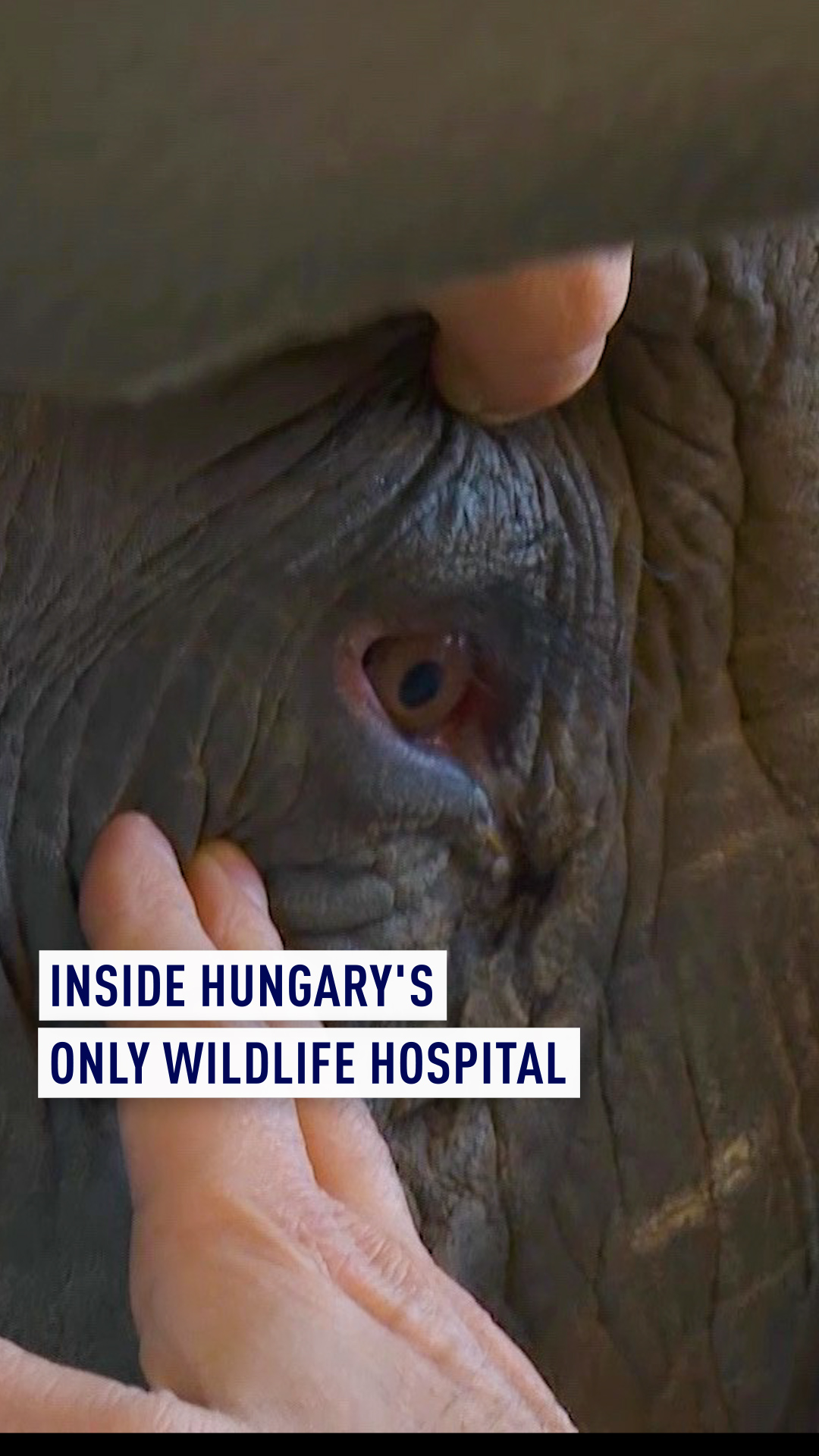 Inside Hungary’s only wildlife hospital