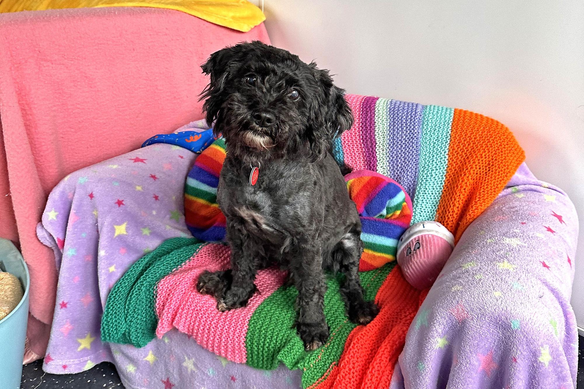 Dogs Trust Shoreham: UK's 'most forgotten dog' has spent 10 years in ...