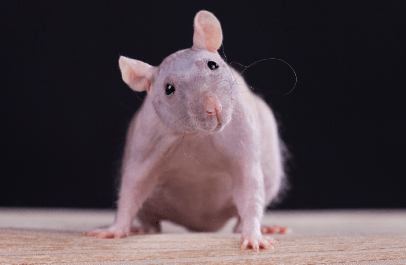 Mice pull tongues to revive unconscious companions, study finds