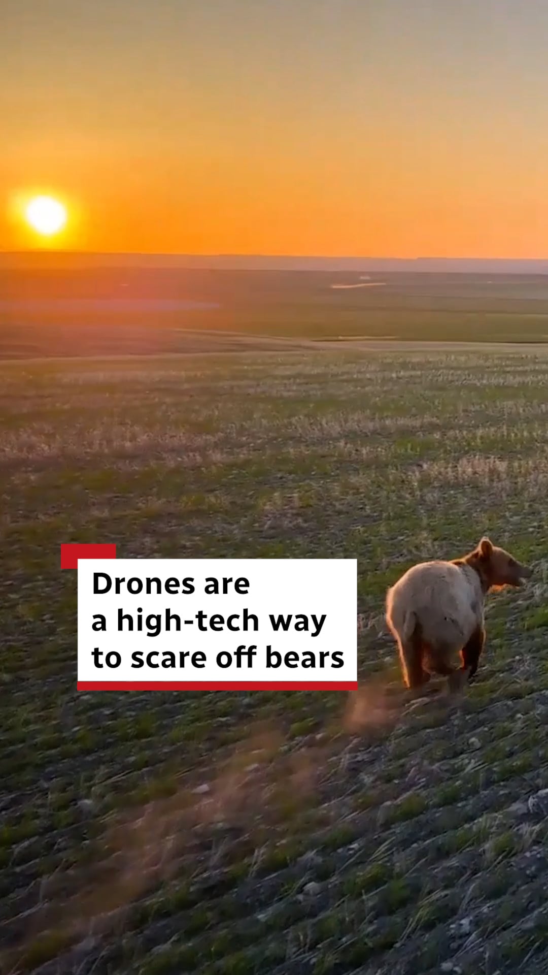 Drones are a high-tech way to scare off bears