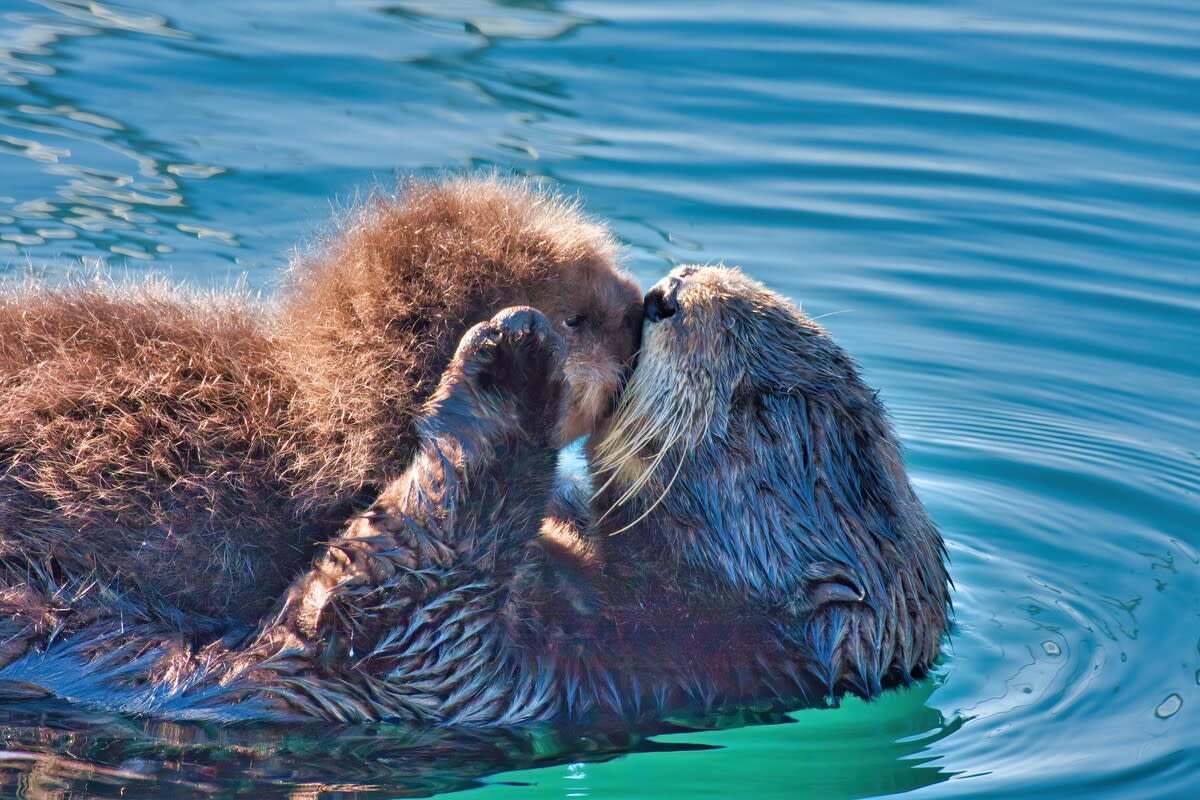 Baby Otter Floating on His Own for the Very First Time Is 'In His Own ...