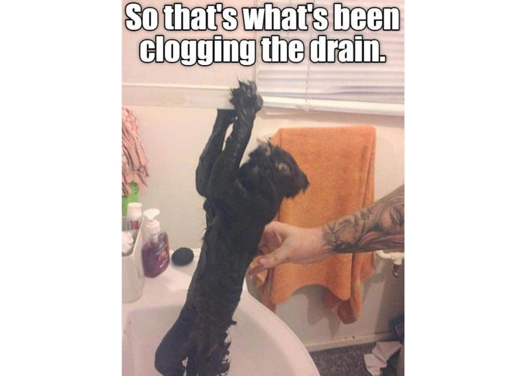 75 Funniest Clean Cat Memes