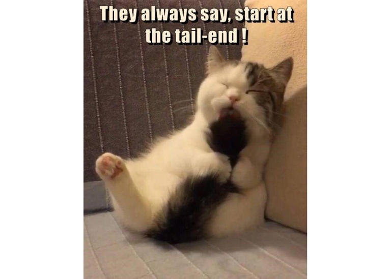 75 Funniest Clean Cat Memes