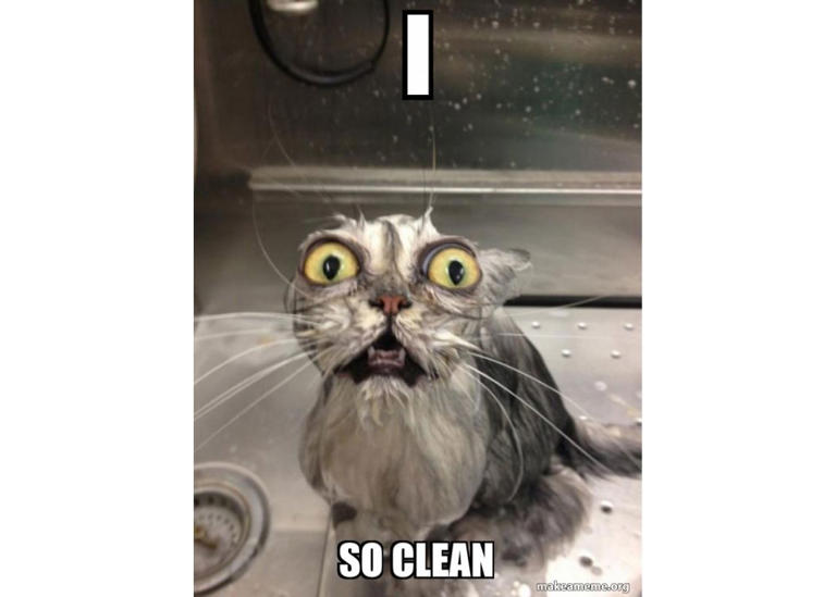 75 Funniest Clean Cat Memes