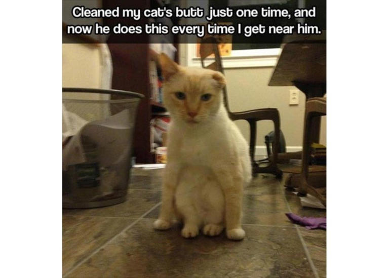 75 Funniest Clean Cat Memes