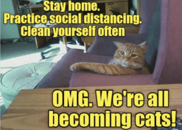 75 Funniest Clean Cat Memes