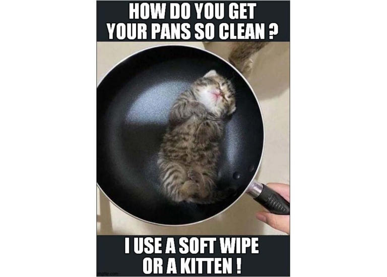 75 Funniest Clean Cat Memes