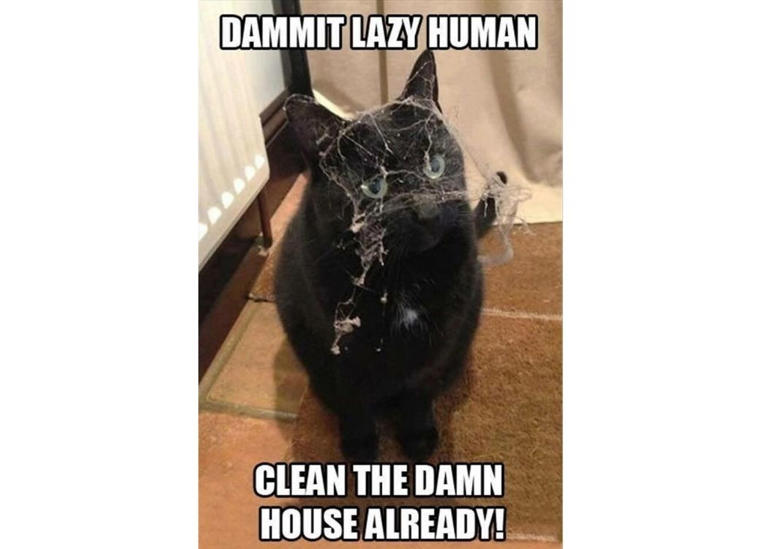 75 Funniest Clean Cat Memes