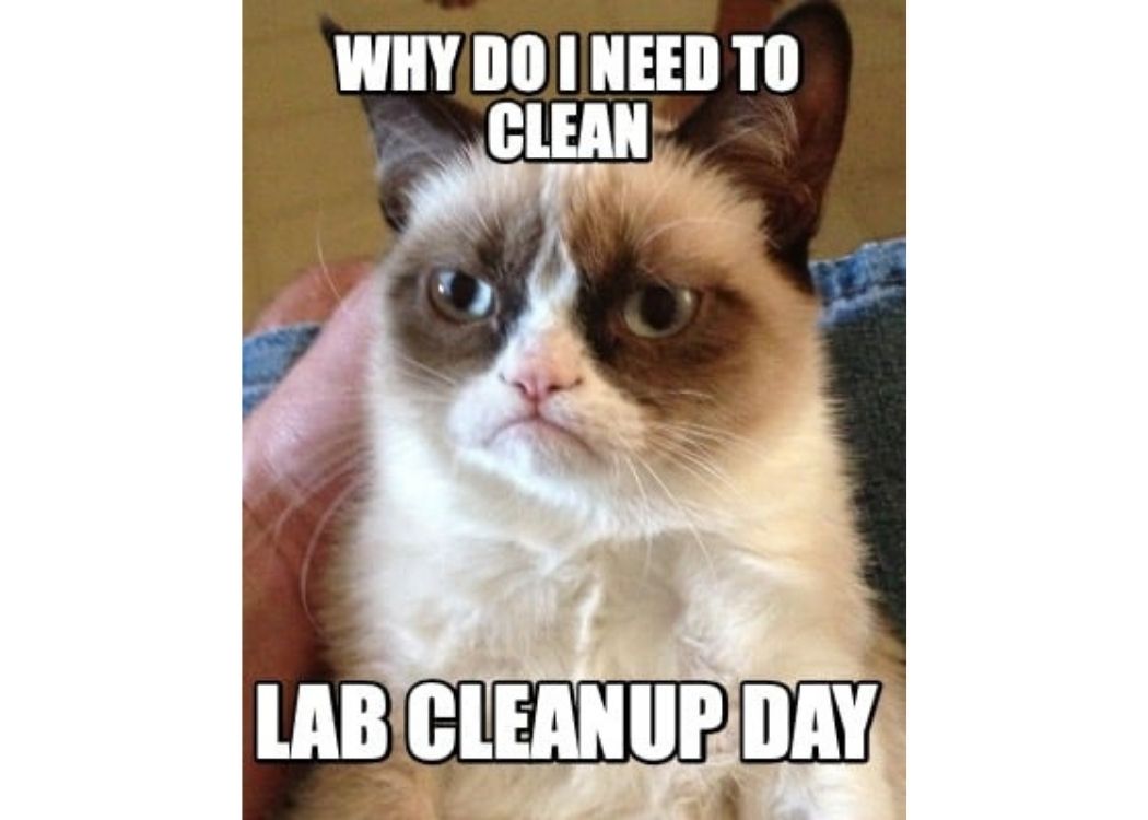 75 Funniest Clean Cat Memes