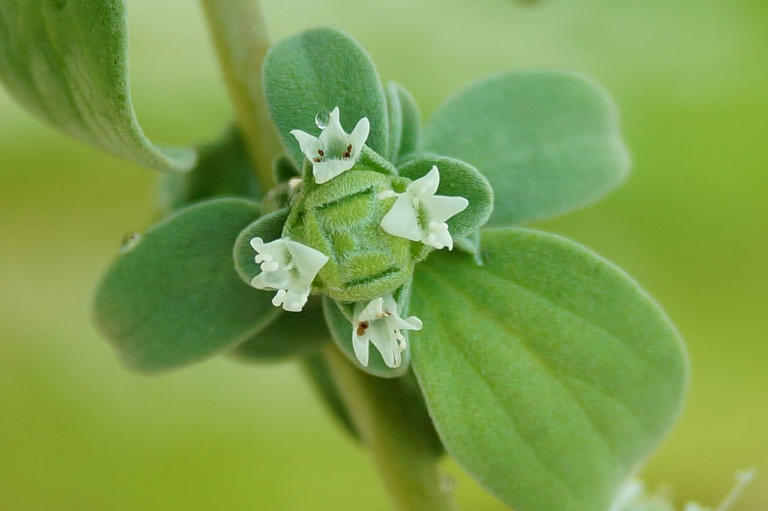 marjoram substitute