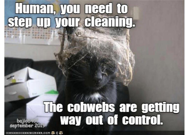 75 Funniest Clean Cat Memes