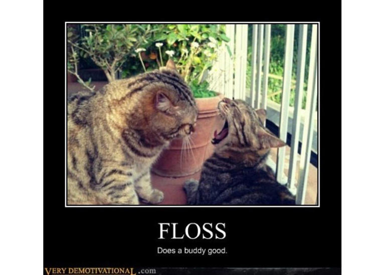 75 Funniest Clean Cat Memes