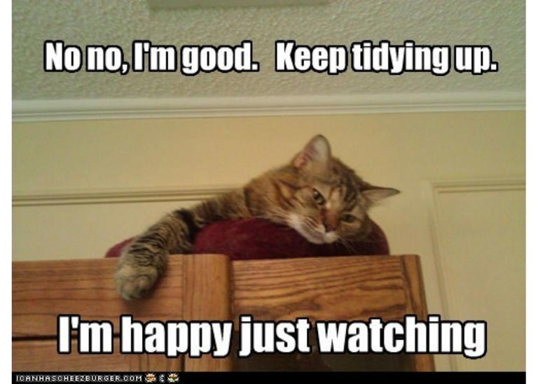 75 Funniest Clean Cat Memes