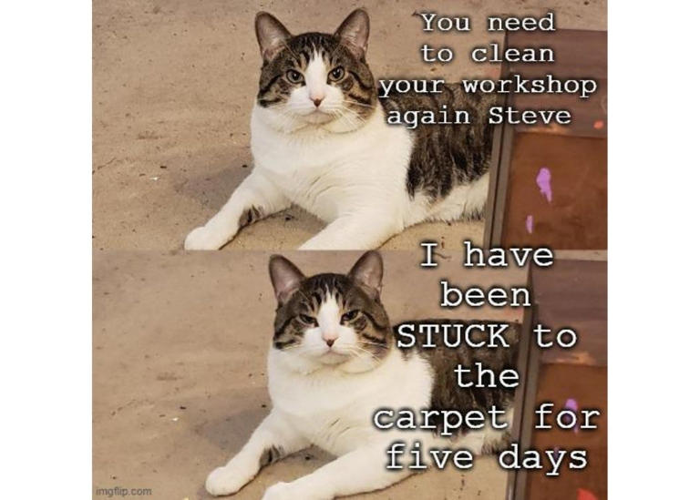 75 Funniest Clean Cat Memes
