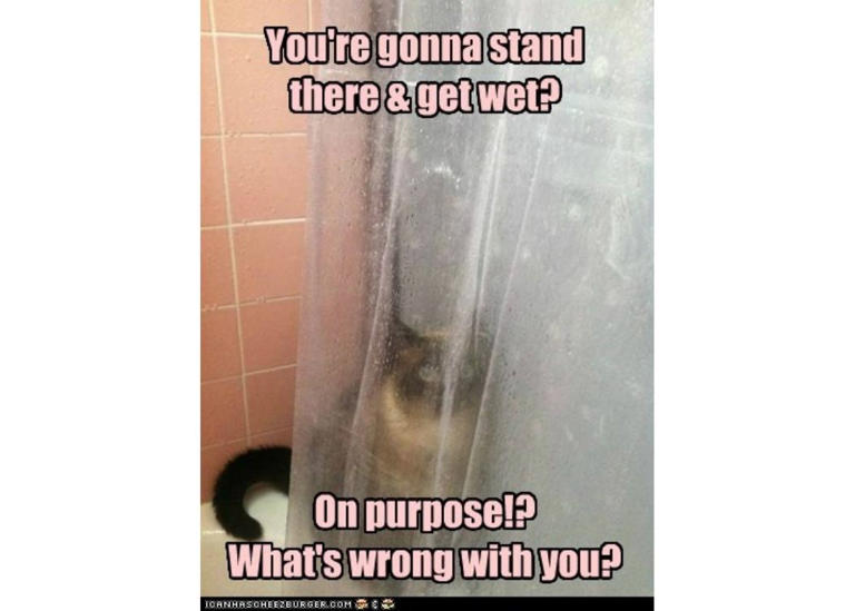 75 Funniest Clean Cat Memes